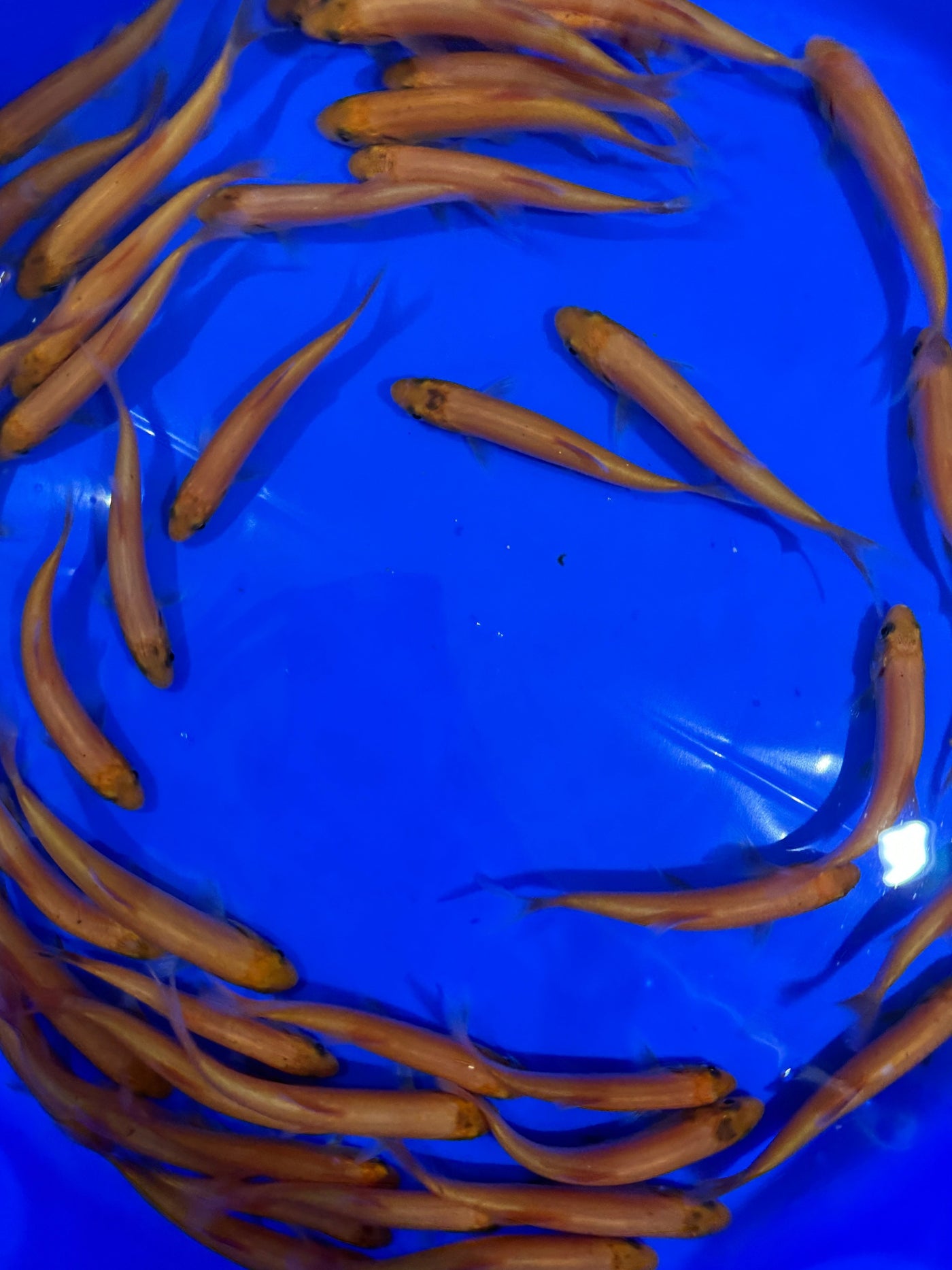 Orfe Fish | Ide Fish | Golden Orfe