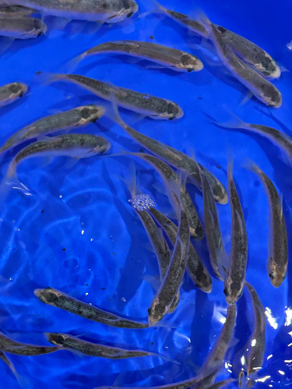 Orfe Fish | Ide Fish | Golden Orfe