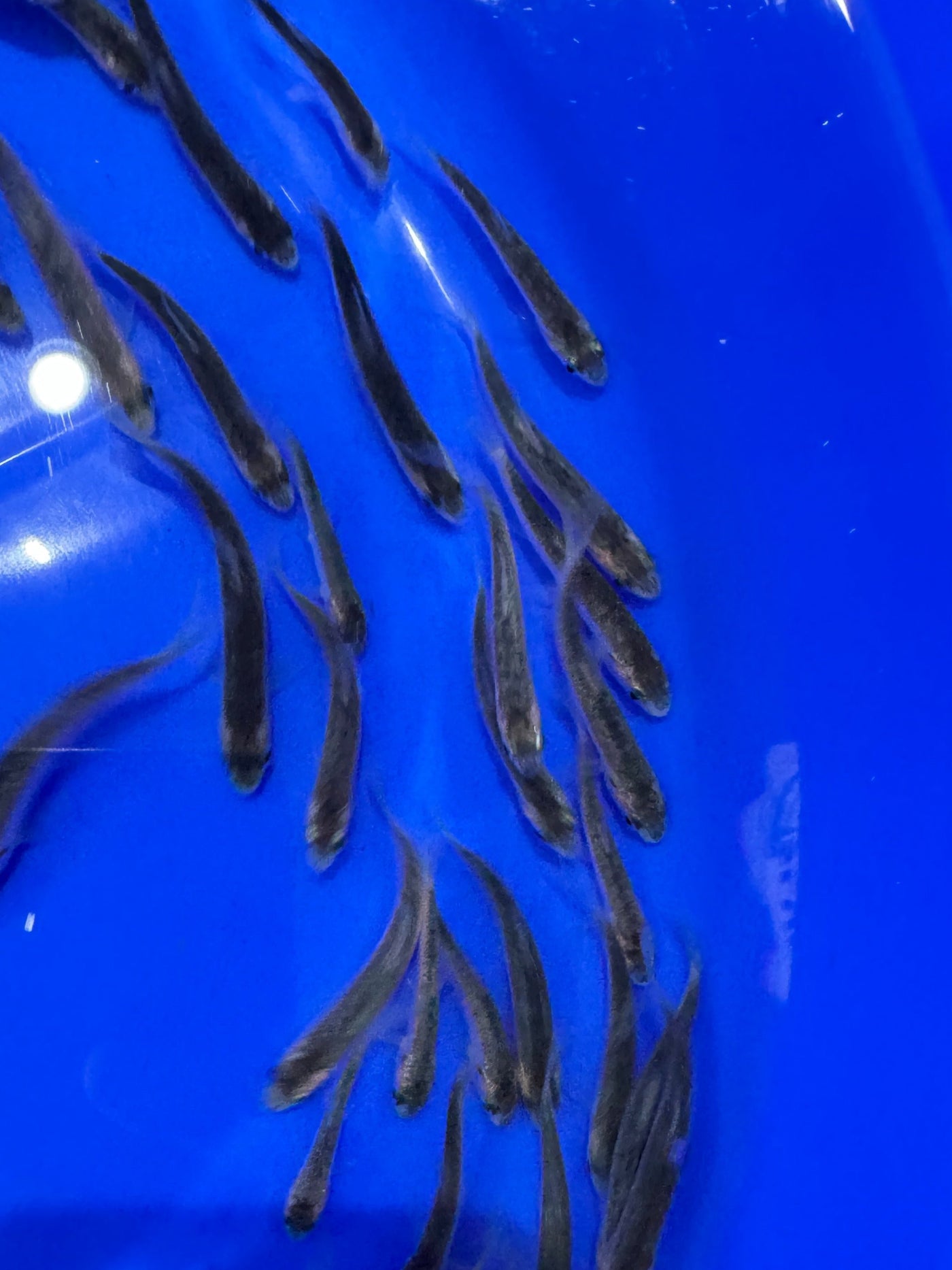 Orfe Fish | Ide Fish | Golden Orfe