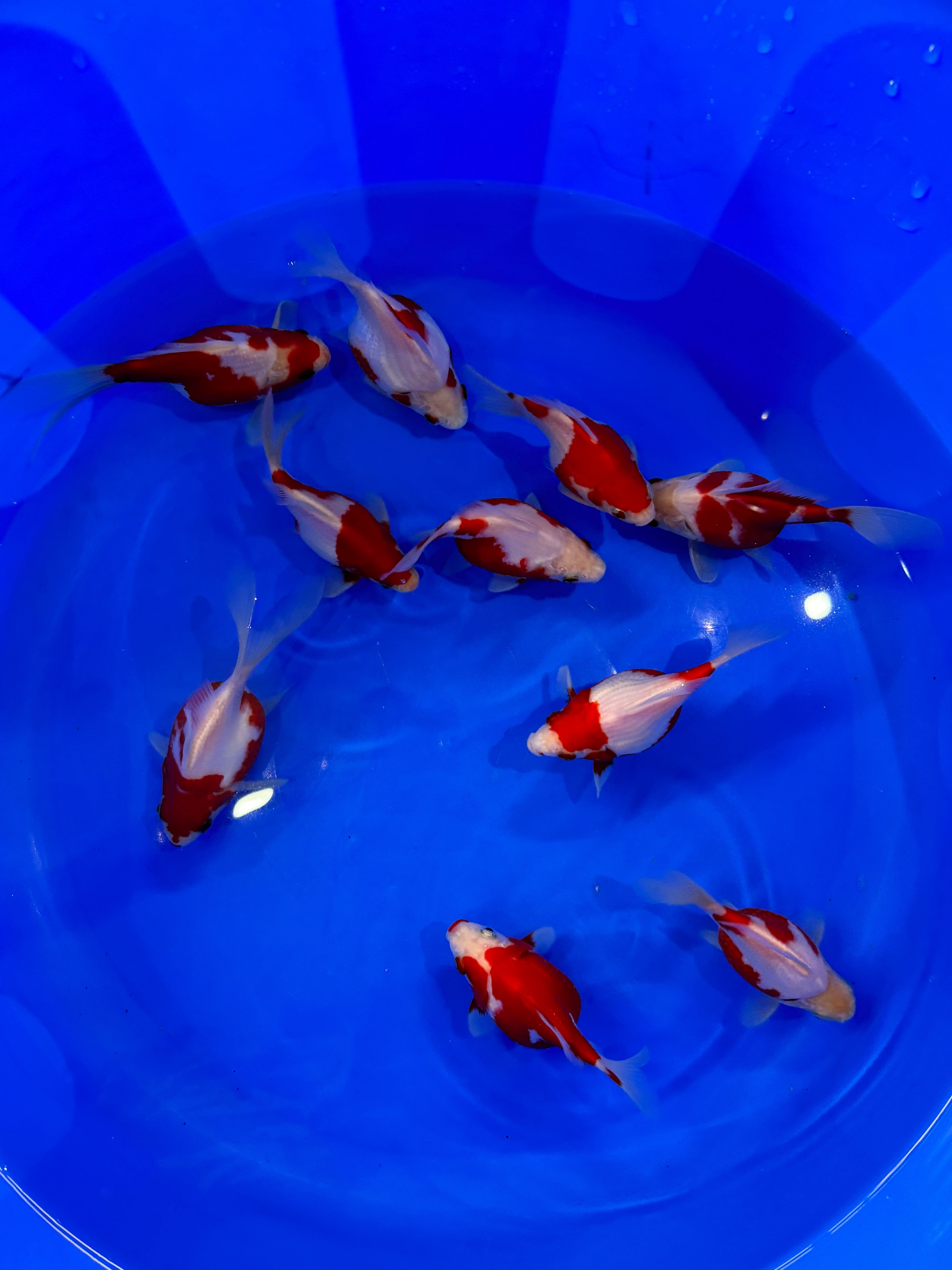 HQ NND Tamasaba Japanese Goldfish red/white 11-13cm