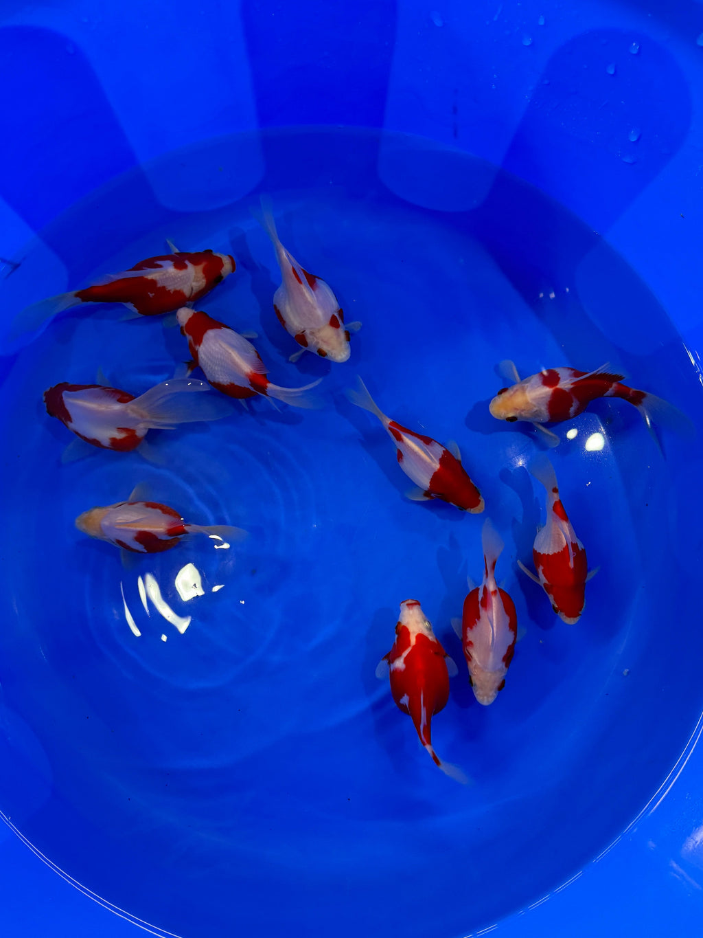 HQ NND Tamasaba Japanese Goldfish red/white 11-13cm