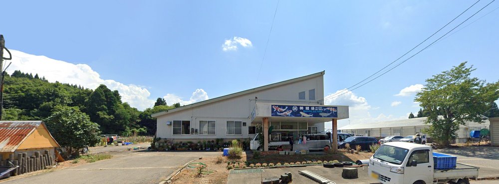Marusei (Hirasawa) Koi Farm