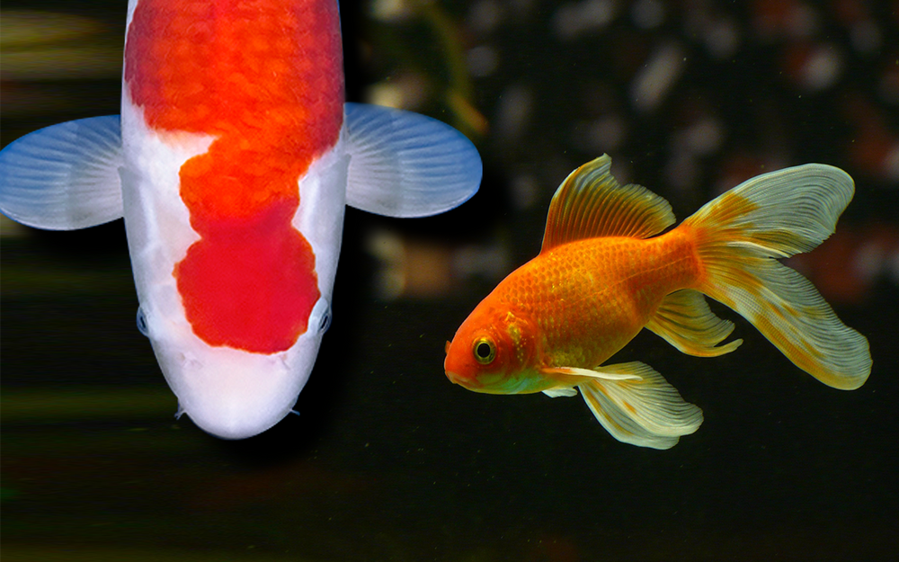 Perfect Ponds & Koi | Pond Design, Pond Construction & Store