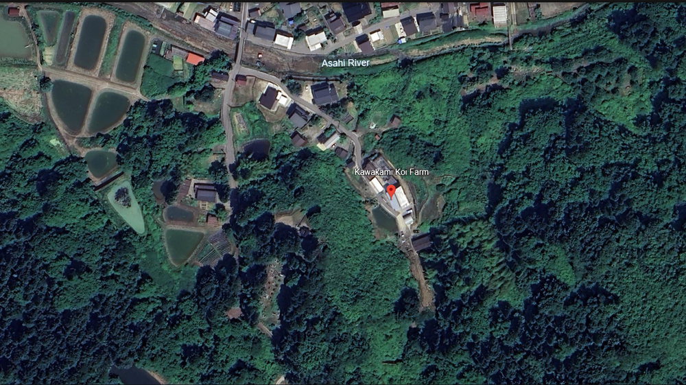 Kawakami Koi Farm
