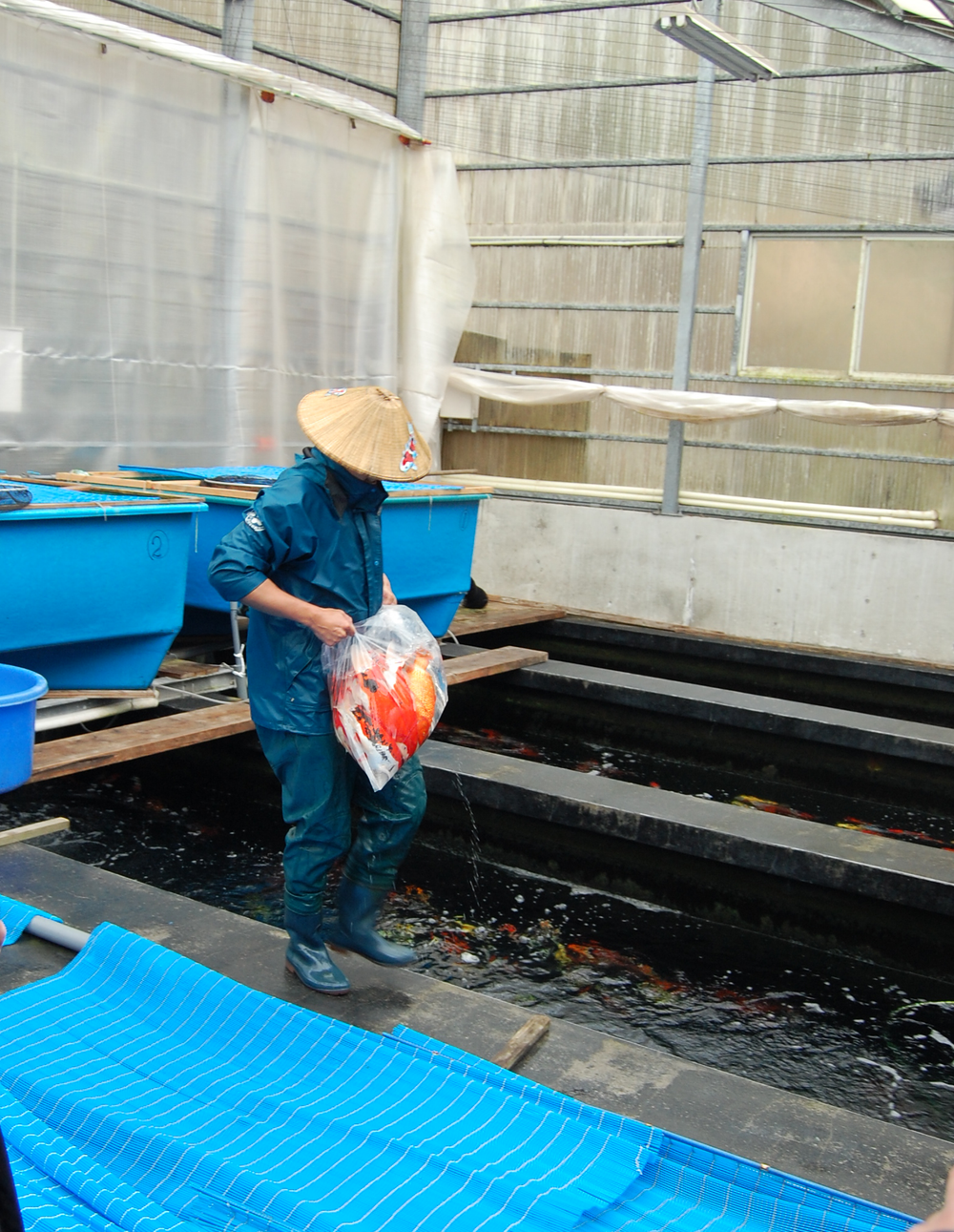 Kawakami Koi Farm